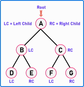 Introduction to Tree Data Structure - Dot Net Tutorials